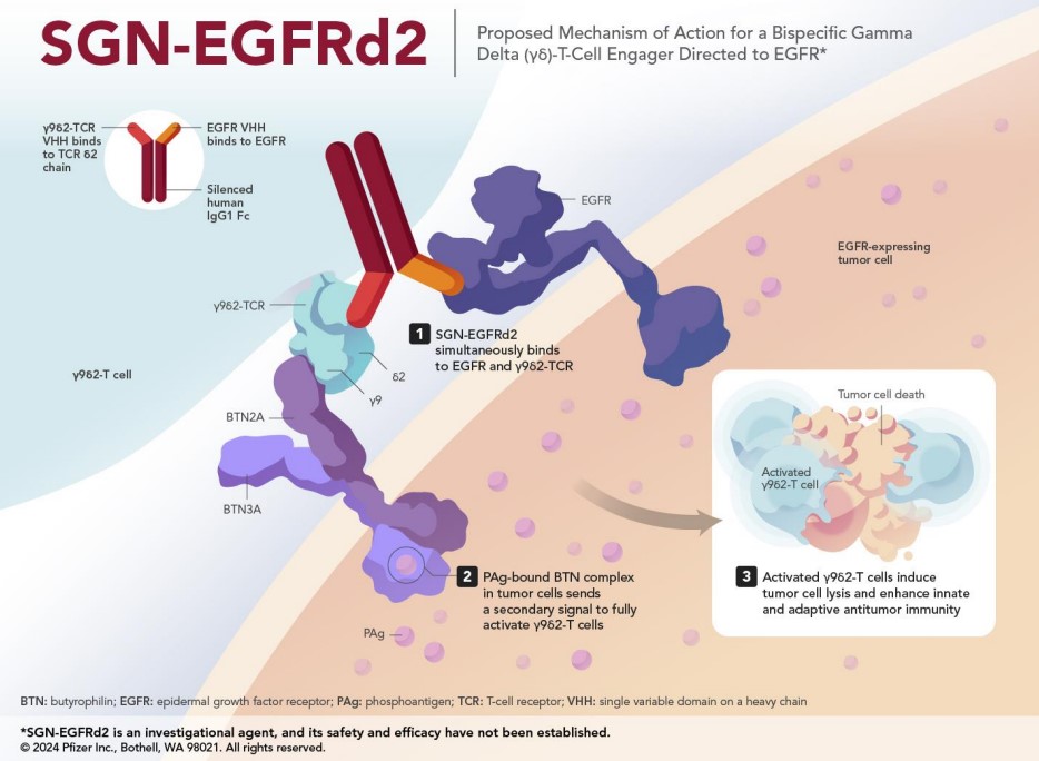 Bispecific Gamma Delta-T-Cell Engager Directed to EGFR | Pfizer ...