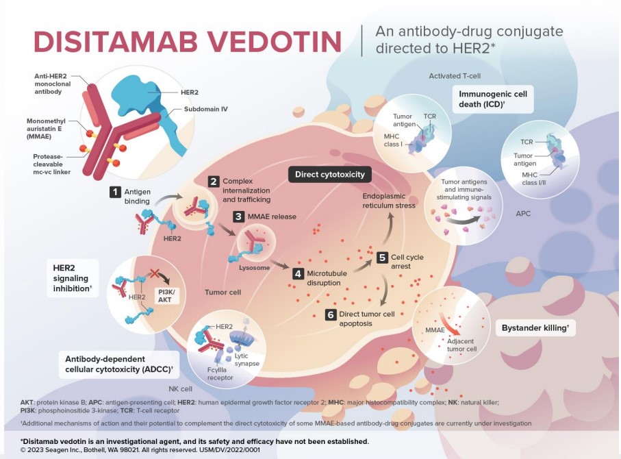Disitamab vedotin | Pfizer Oncology Development Website