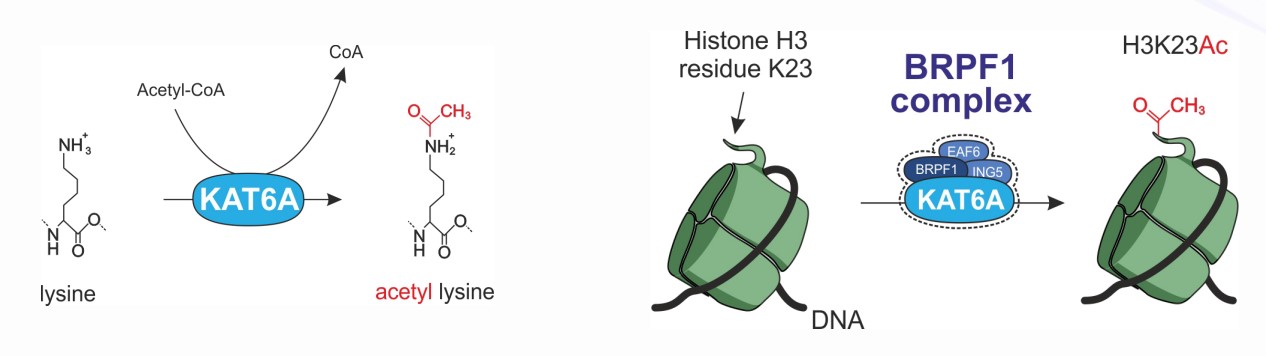 KAT6 Inhibitor | Pfizer Oncology Development Website