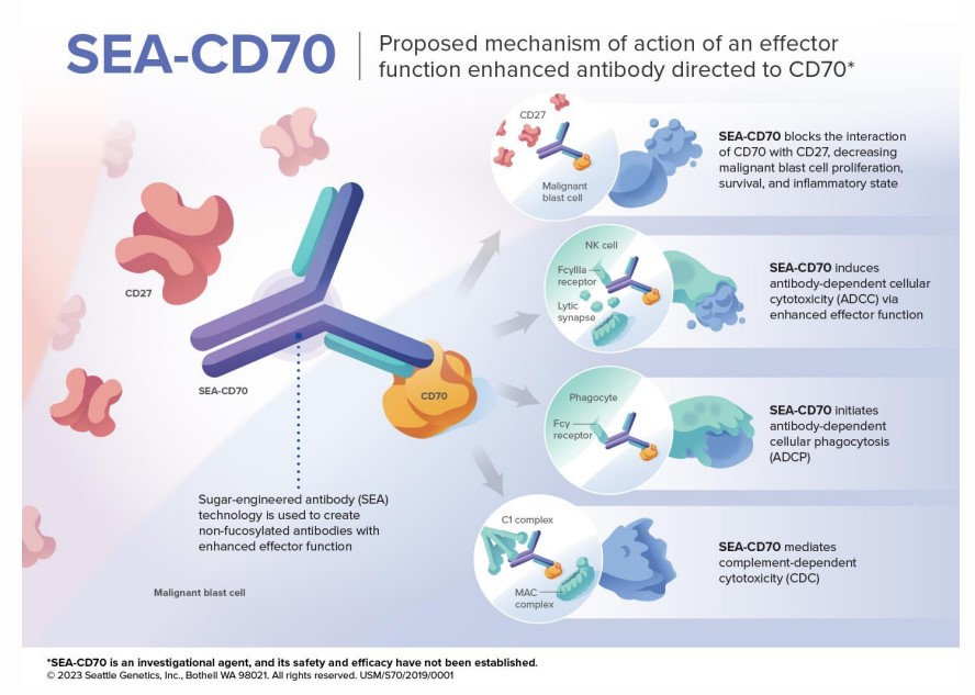 Non-Fucosylated CD70-directed Antibody | Pfizer Oncology Development ...