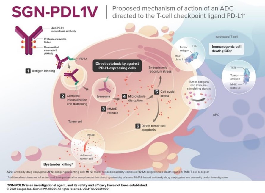 PD-L1-directed Antibody Drug Conjugate | Pfizer Oncology Development ...